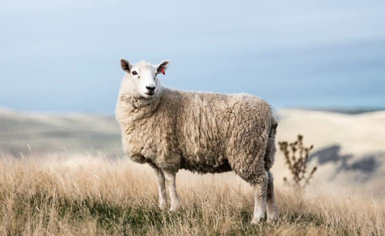 sheep_banner_frontpage | SAGジャパン株式会社 - RFID タグのソリューションを提供する